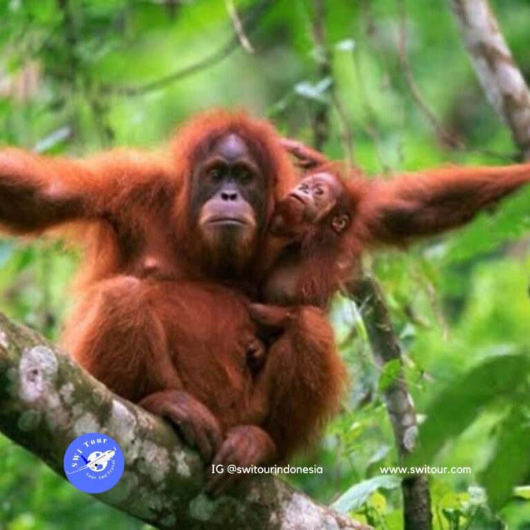 15 Pulau di Padang Sumatera Barat (Sumbar) yang Indah, Eksotis ...