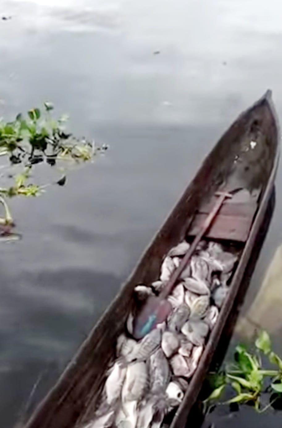 10 Spot Mancing di Danau Maninjau Sumatera Barat, Tempat, Cara & Umpan ...