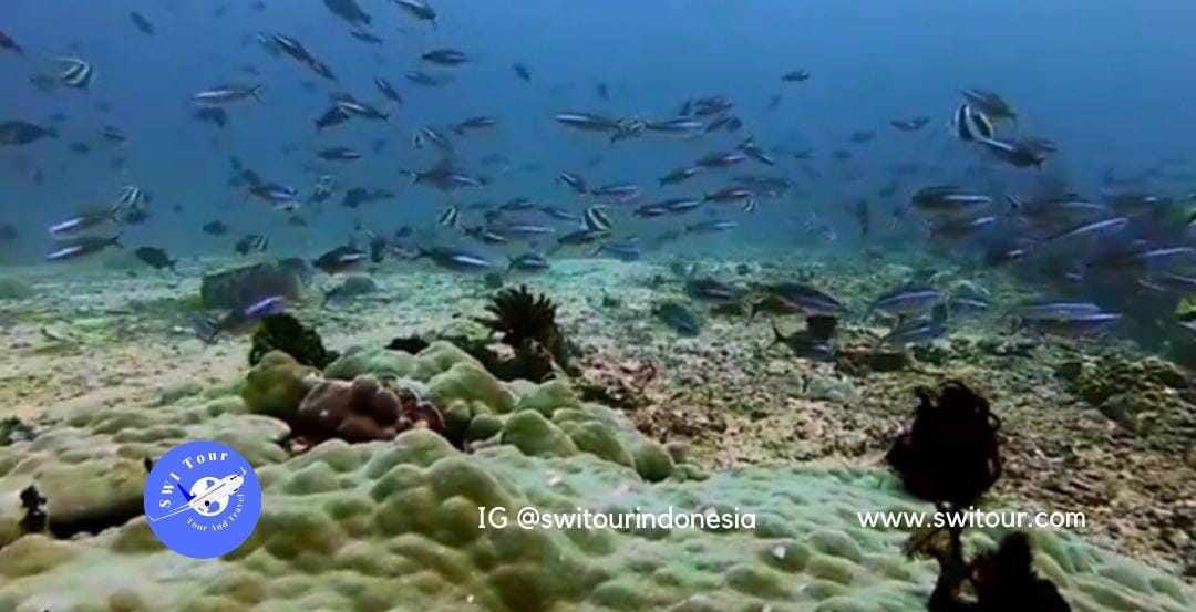 15 Spot Diving di Padang, Sumatera Barat, Tempat Terbaik Untuk Menyelam ...