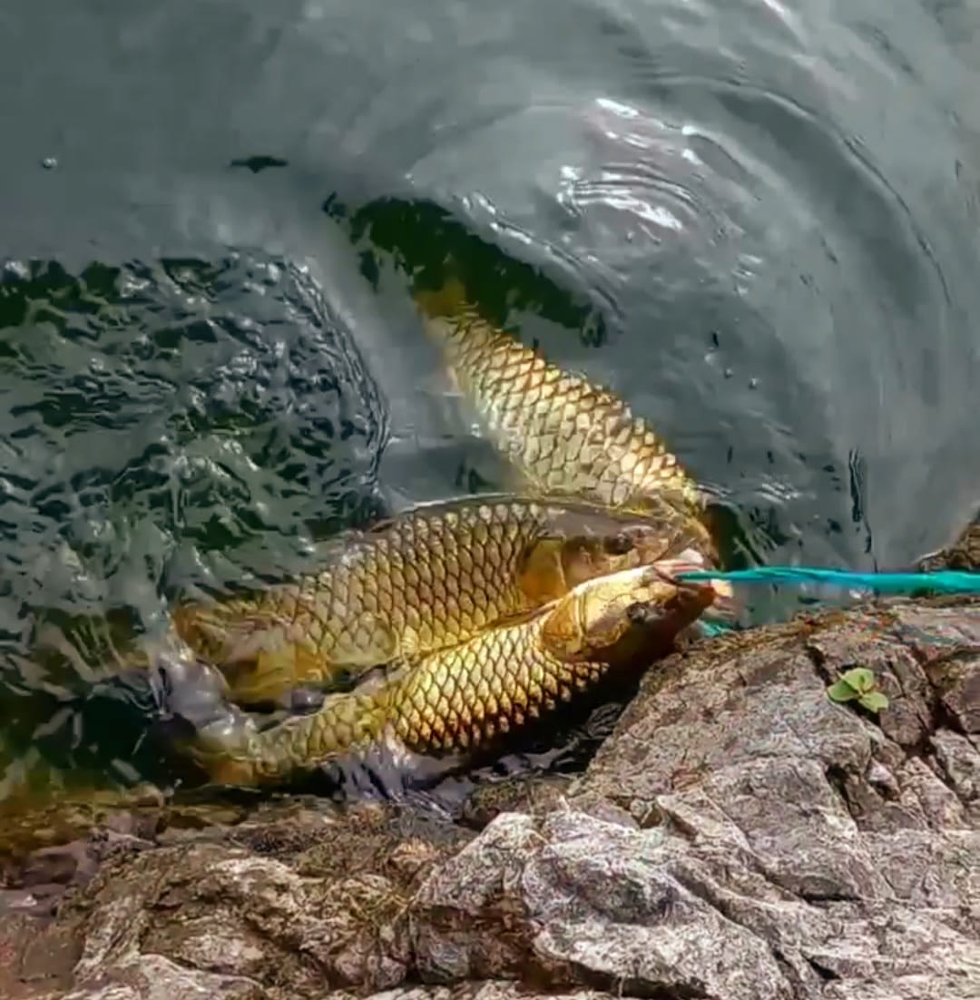 12 Spot Mancing di Danau Singkarak, Sumatera Barat, Tempat, Cara & Umpan Jitu Mancing di ...