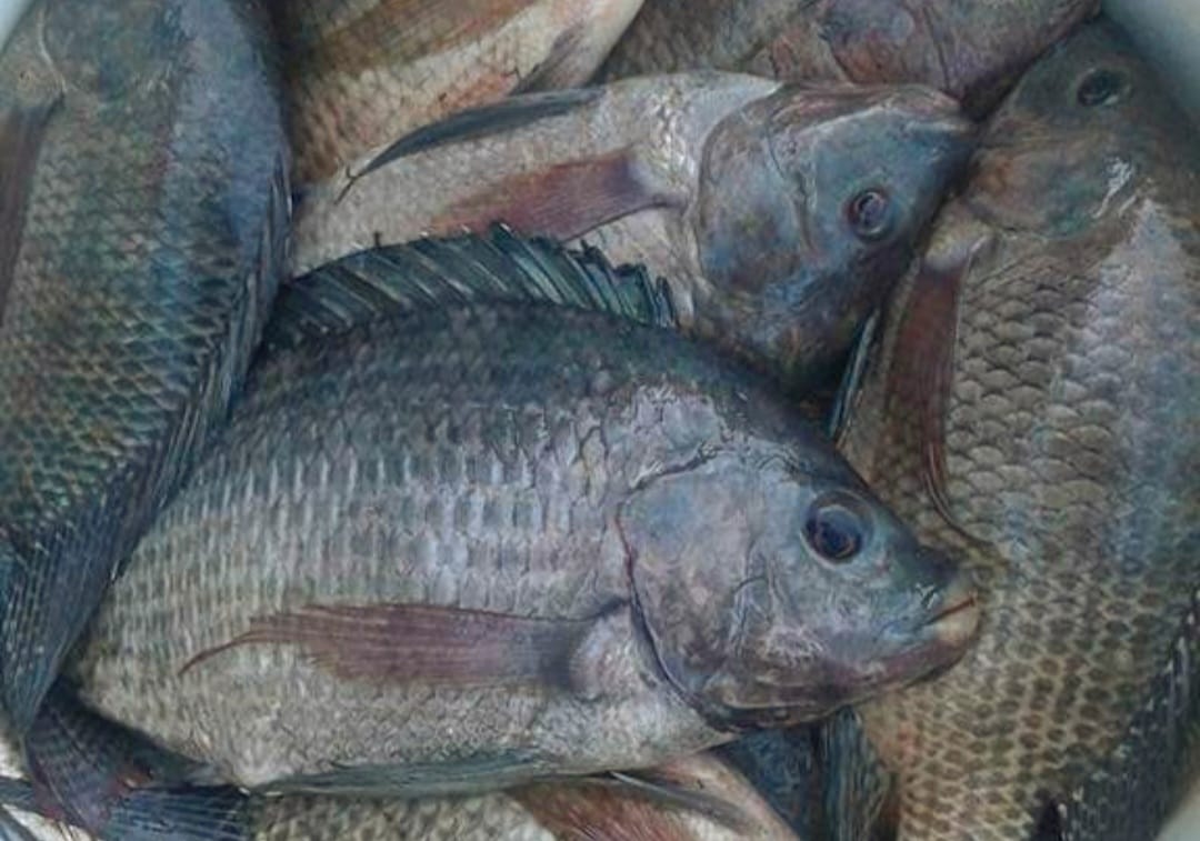 Spot Mancing di Danau Cipondoh, Tempat & Umpan Mancing di Situ Cipondoh ...