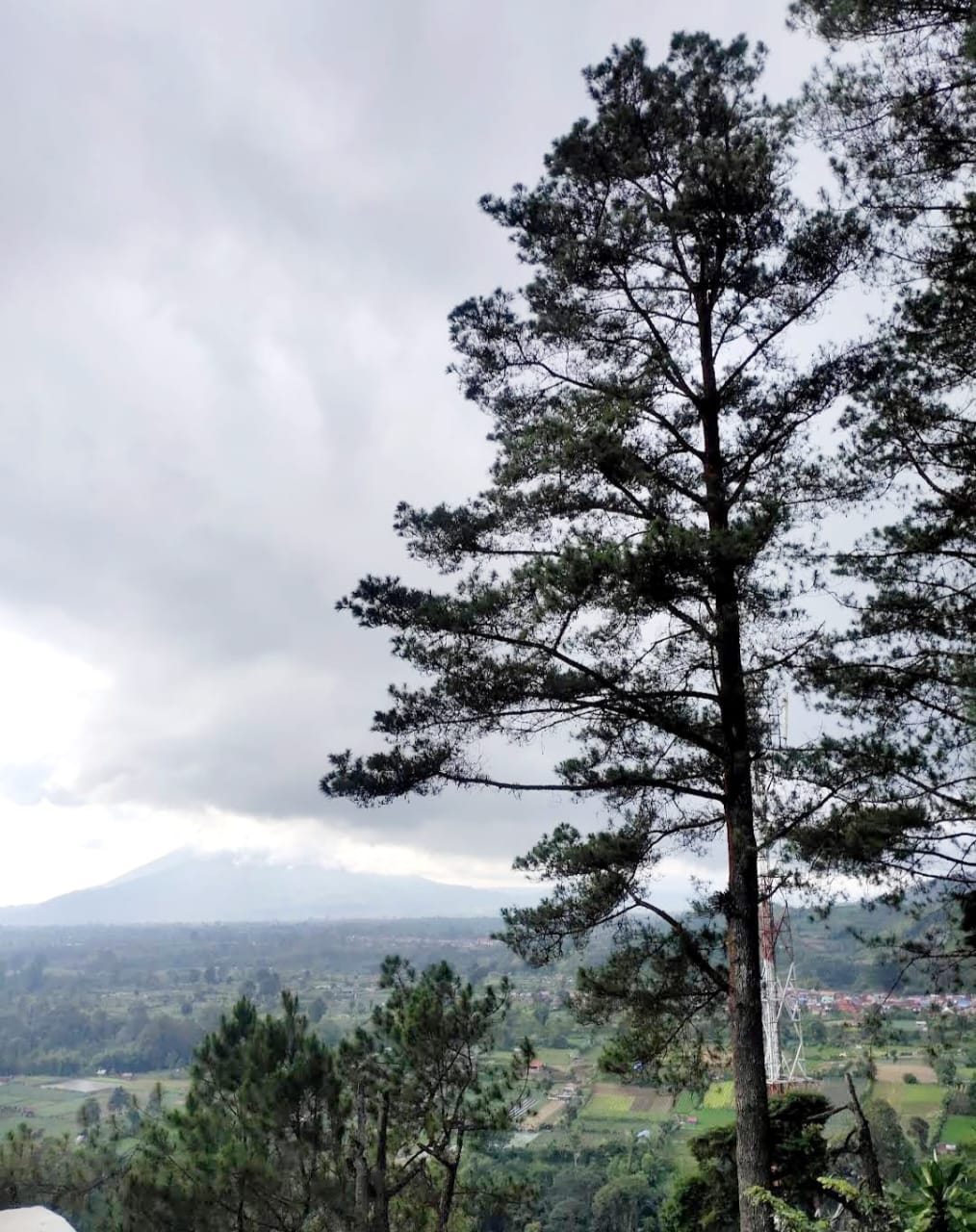 Hutan Pinus Berastagi – 8 Wisata Pohon Pinus di Berastagi, Karo ...