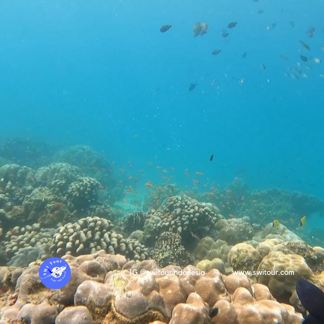 5 Spot Snorkeling di Pulau Mandeh, Sumatera Barat - SWI Tour & Travel