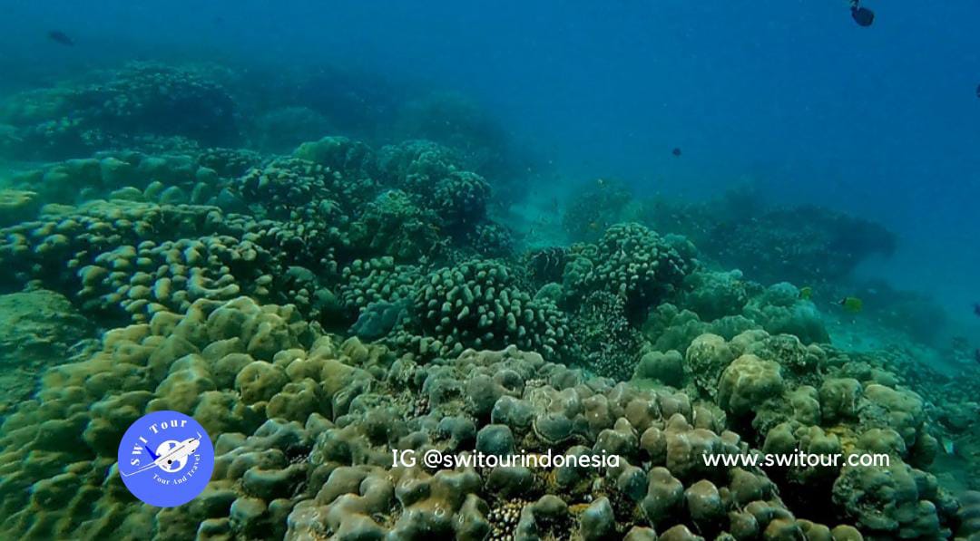 Pulau Kalimantung: Tempat Wisata, Spot Mancing & Diving, Snorkeling ...