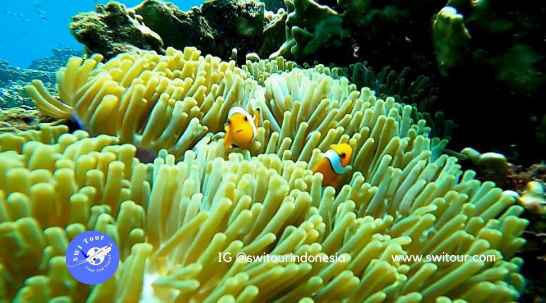 Pulau Kalimantung: Tempat Wisata, Spot Mancing & Diving, Snorkeling ...