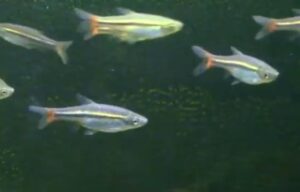 5 Ikan Khas Danau Toba, Ikan Endemik di Danau Toba, Sumatera Utara ...