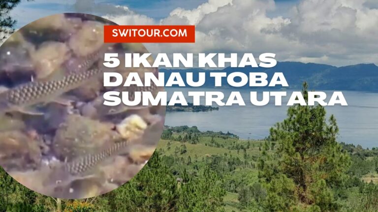 5 Ikan Khas Danau Toba, Ikan Endemik di Danau Toba, Sumatera Utara ...
