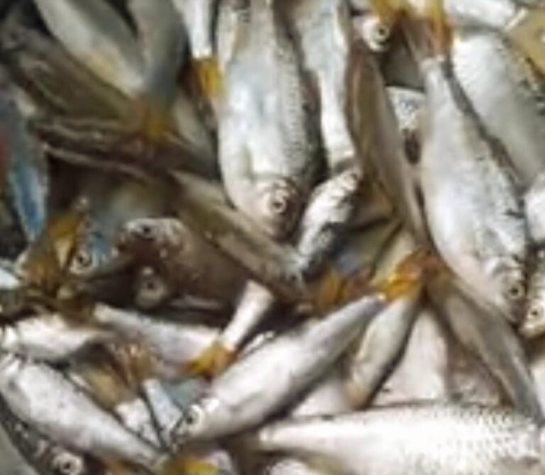 5 Ikan Khas Danau Toba, Ikan Endemik di Danau Toba, Sumatera Utara ...