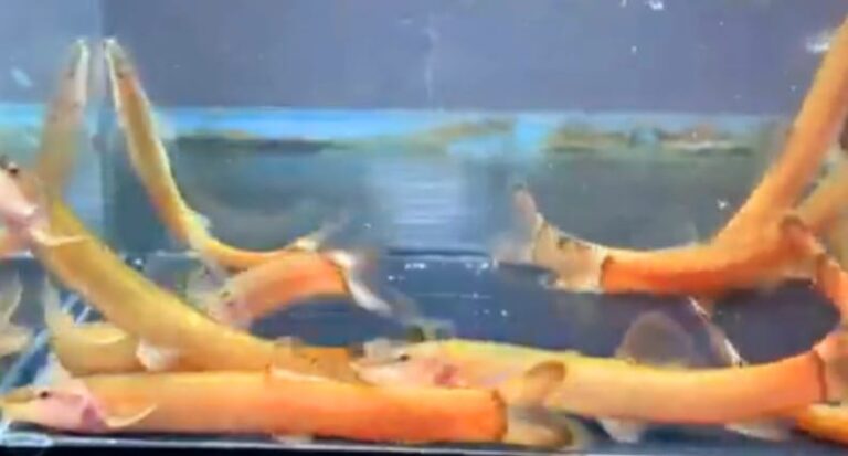 5 Ikan Khas Danau Toba, Ikan Endemik di Danau Toba, Sumatera Utara ...