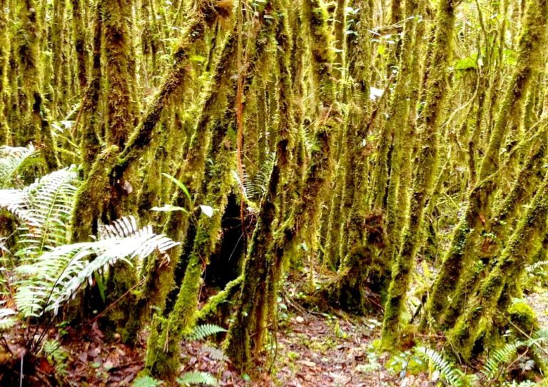 10 Gunung di Medan, Ada yang tertinggi, Cocok Untuk Hiking & Sebagian ...