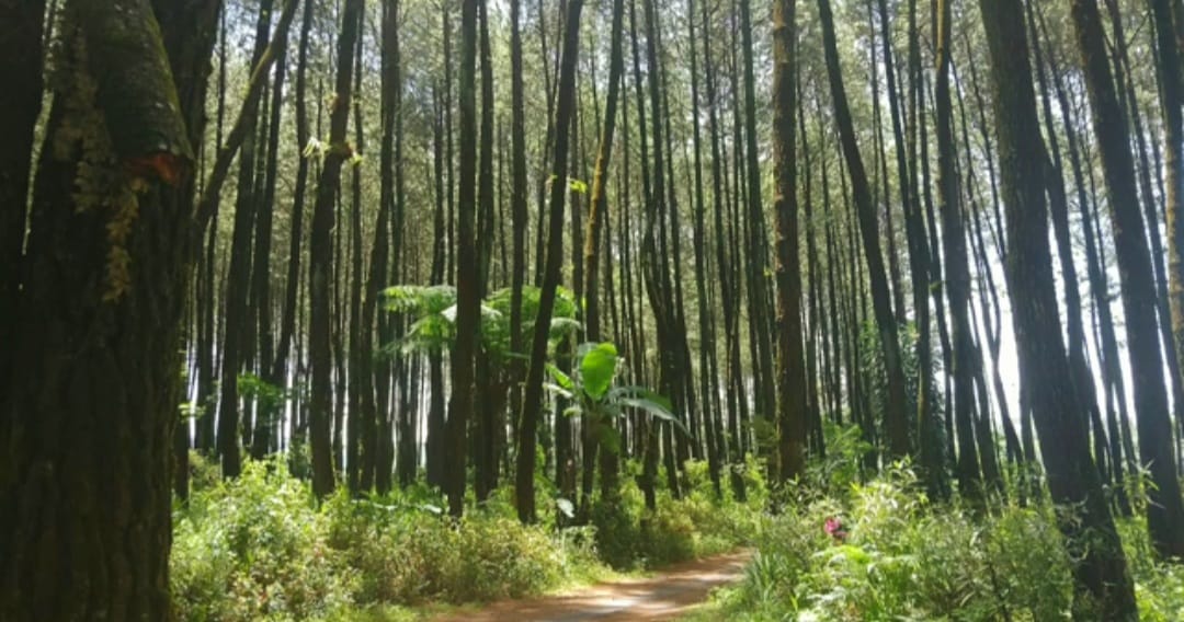 15 Air Terjun di Danau Toba Terindah, Ada yang mengalir langsung ke ...