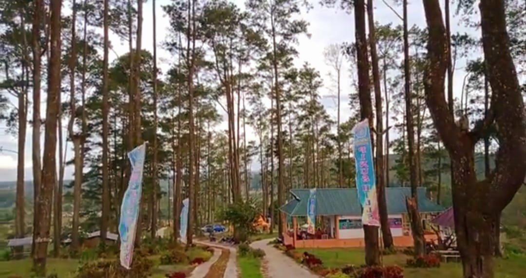 5 Hutan Pinus di Danau Toba, Tempat Wisata Taman Pohon Pinus di Sekitar ...