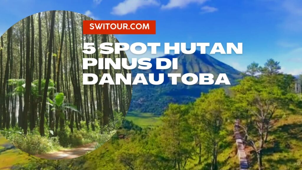 5 Hutan Pinus di Danau Toba, Tempat Wisata Taman Pohon Pinus di Sekitar ...