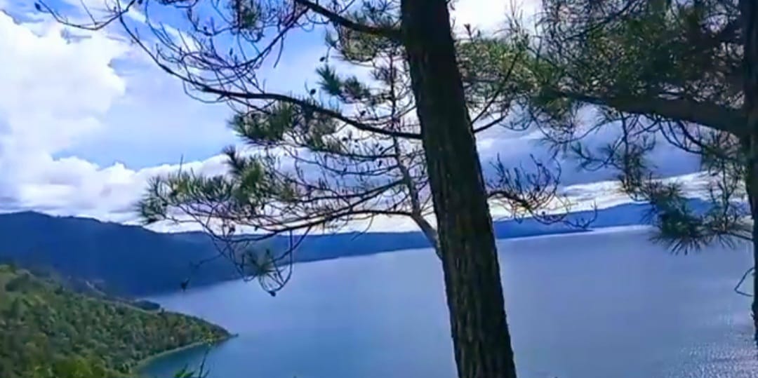 5 Hutan Pinus di Danau Toba, Tempat Wisata Taman Pohon Pinus di Sekitar ...